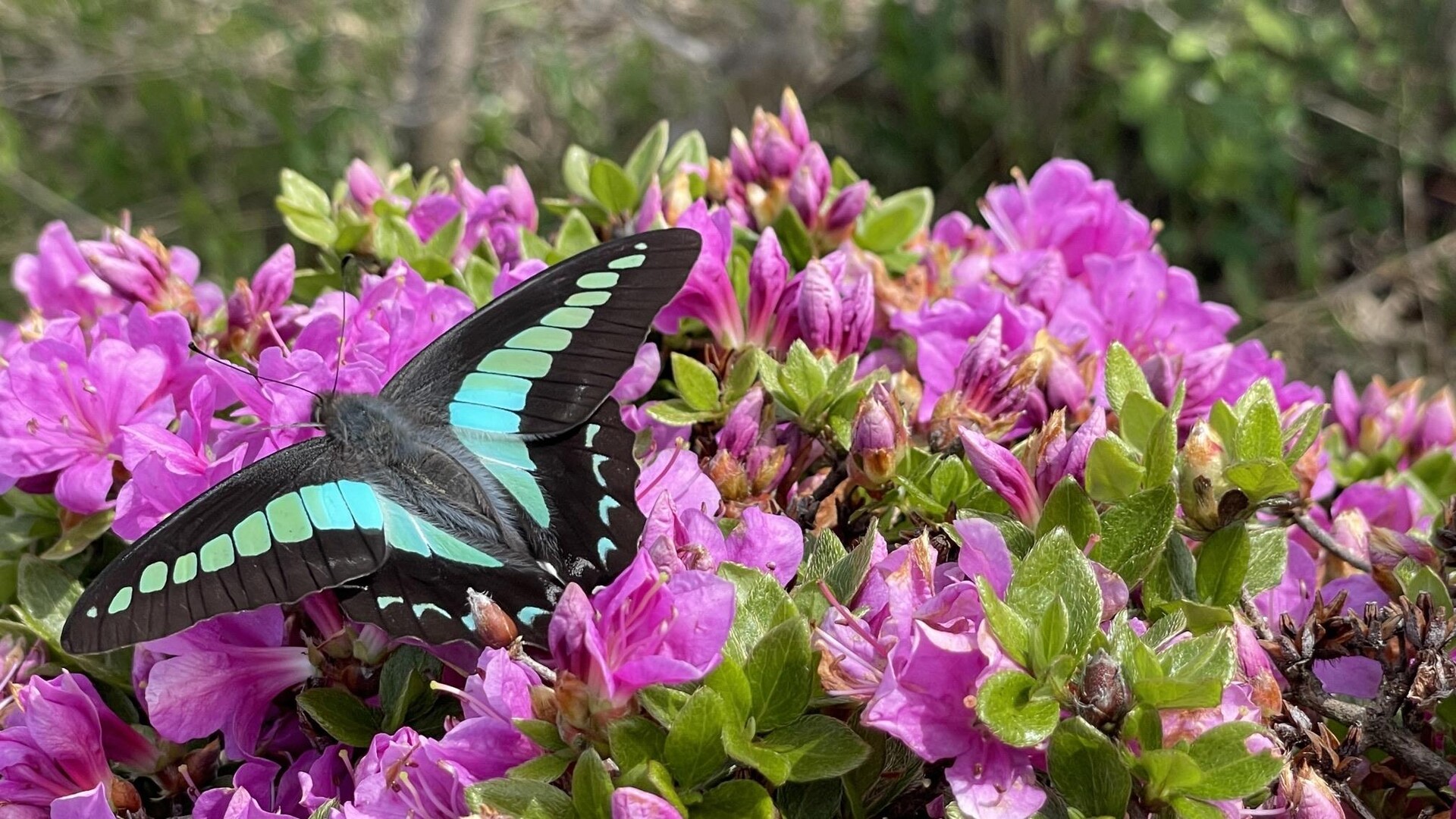 【鹿鳴越連山】🌸ミヤマキリシマ🌸経塚山・七つ石山・板川山・古城山・百合野山・城山 / kojiさんの経塚山の活動データ | YAMAP / ヤマップ