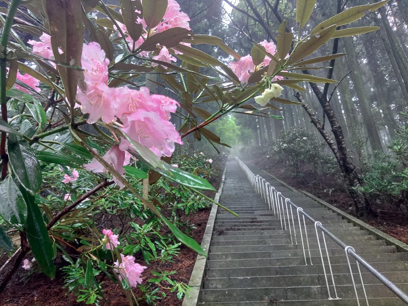3333段＋777段 石段登り / carpenterbeeさんの大行寺山の活動日記 | YAMAP / ヤマップ
