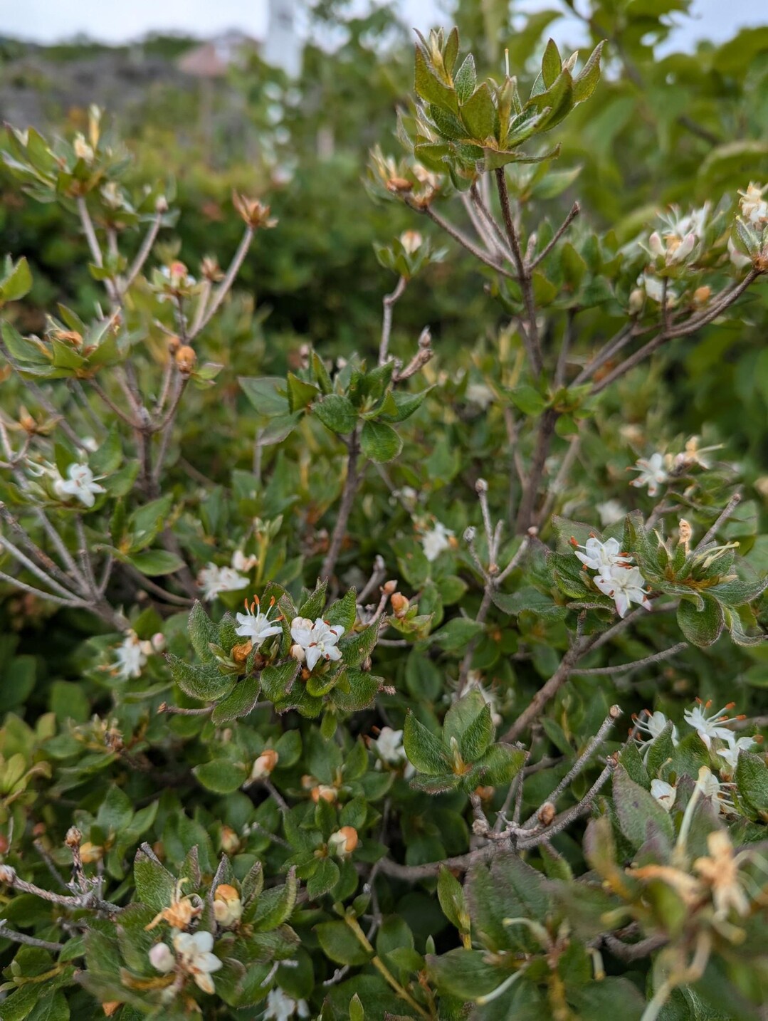 岩手山のお花たち 馬返しコース【その四】... / soraさんのモーメント | YAMAP / ヤマップ