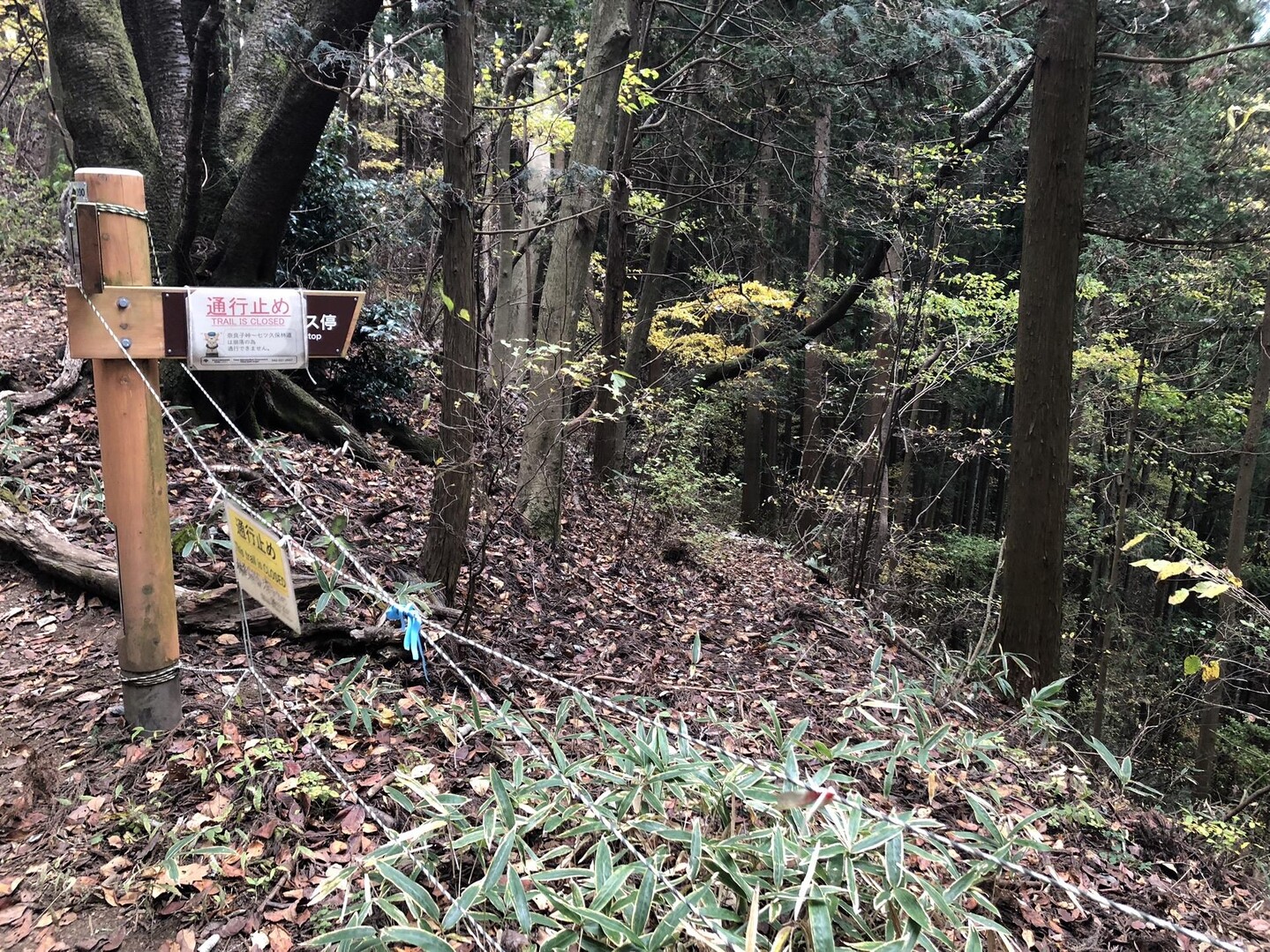 RMさんの投稿したフィールドメモ | YAMAP / ヤマップ