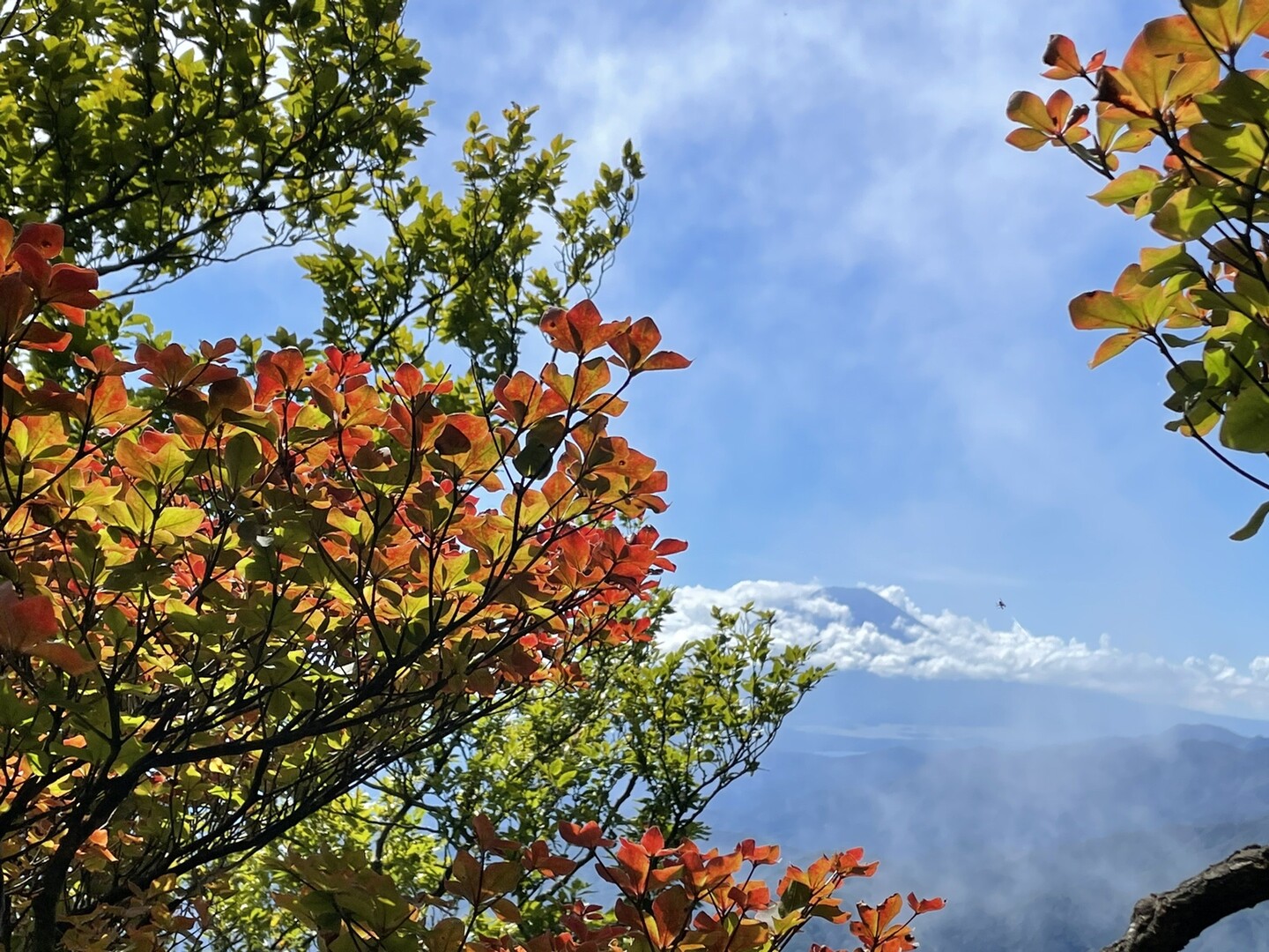 西丹沢VC起点の檜洞丸(軌跡を繋げようチャレンジ)-2022-9-11 / chocoさんの丹沢山の活動データ | YAMAP / ヤマップ