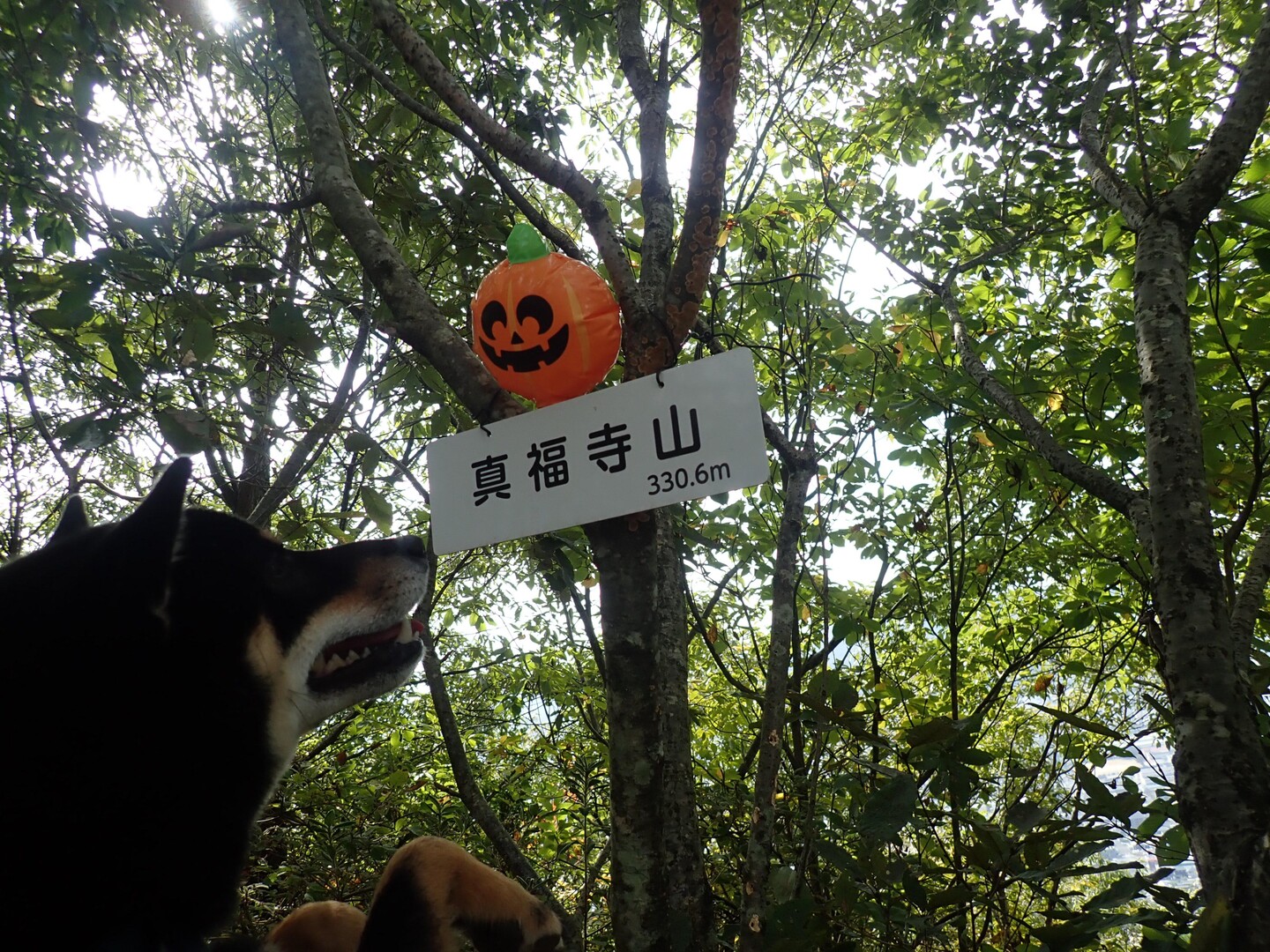 241027_長良山～真福寺山（岐阜市／じろうまるコラボ49） / EIZさんの百々ヶ峰・源太峰の活動データ | YAMAP / ヤマップ