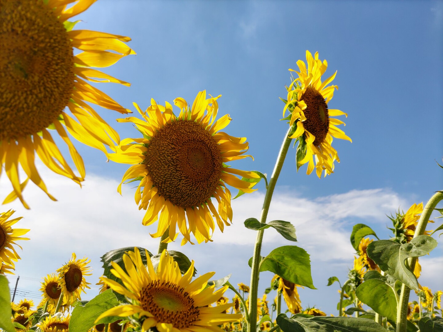 明日から二日間、野木ひまわりフェスティバ... / yokkoさんのモーメント | YAMAP / ヤマップ