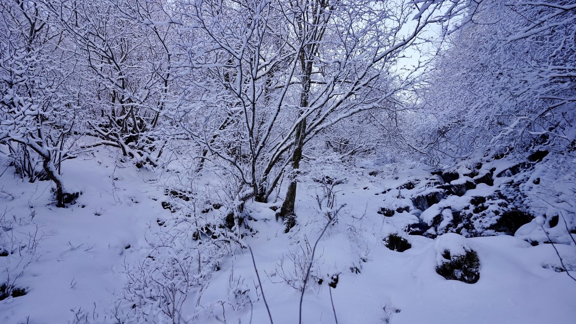 初 赤星山 / 51-GOGOさんの赤星山・豊受山の活動データ | YAMAP / ヤマップ