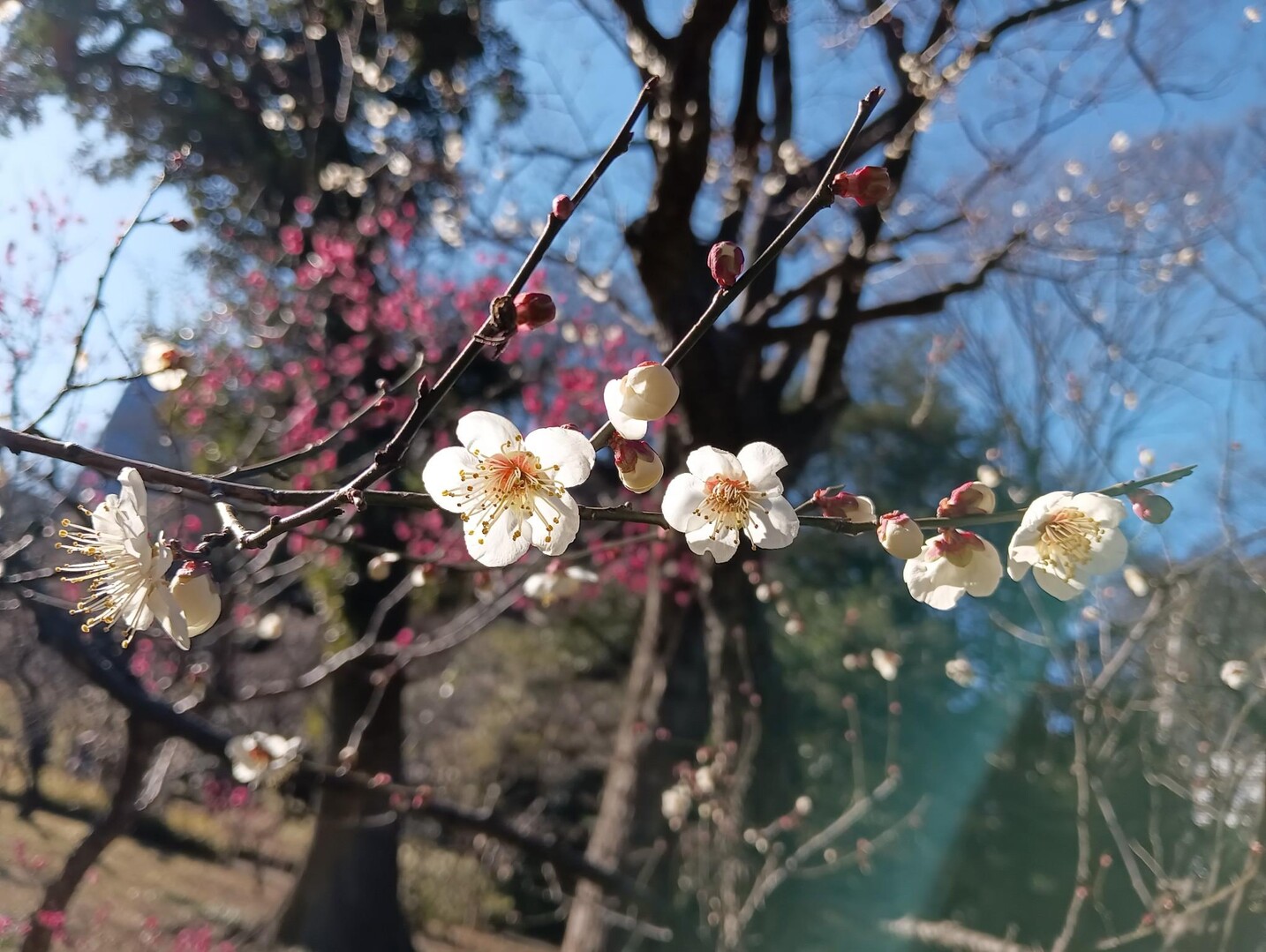 小石川後楽園ウォーキング-2025-02-09 / 一路ISSAさんのウォーキングの活動データ | YAMAP / ヤマップ