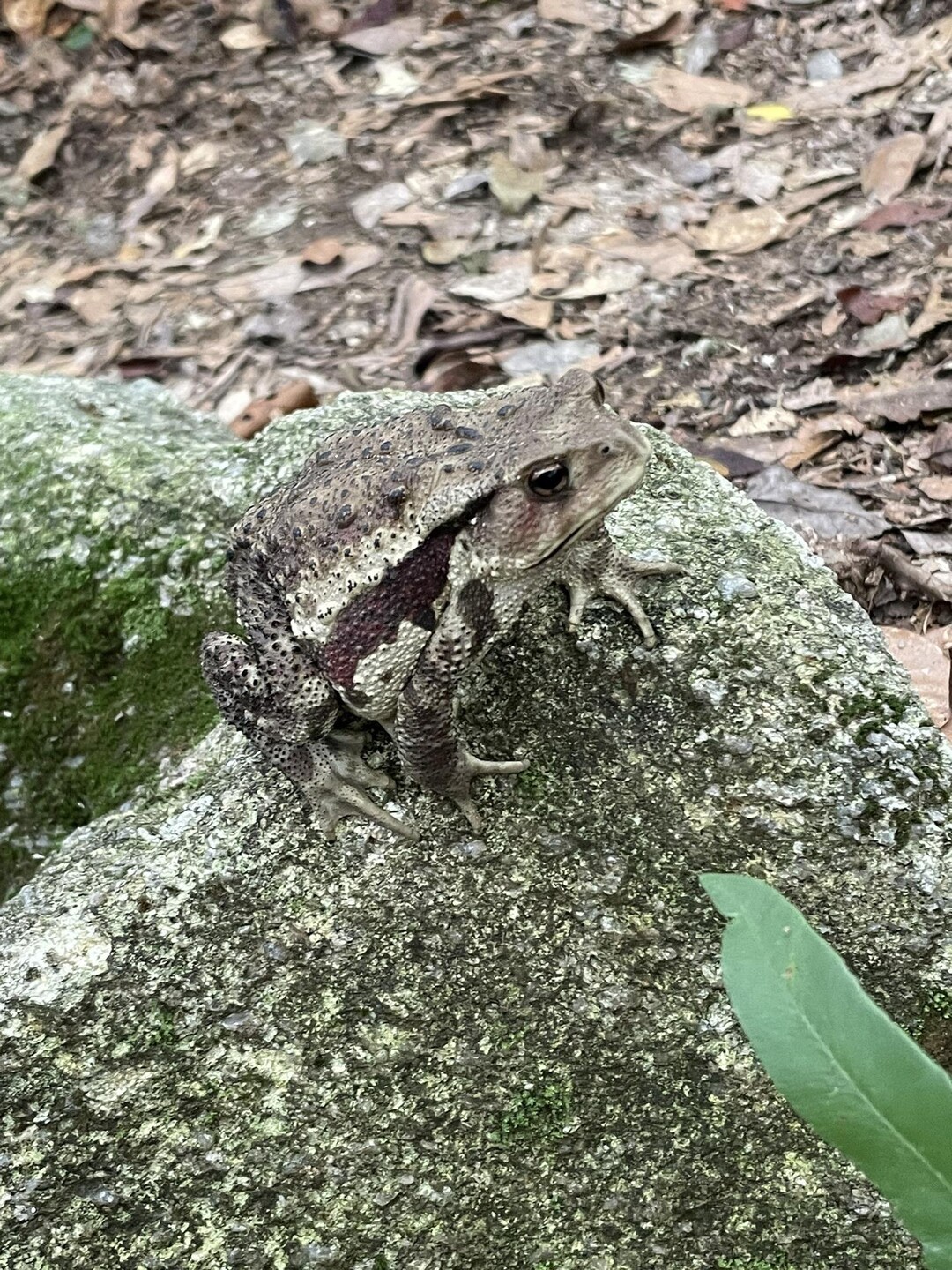 宝満山・仏頂山・頭巾山・三郡山・愛嶽山 / kurominaさんの宝満山・三郡山・若杉山の活動データ | YAMAP / ヤマップ