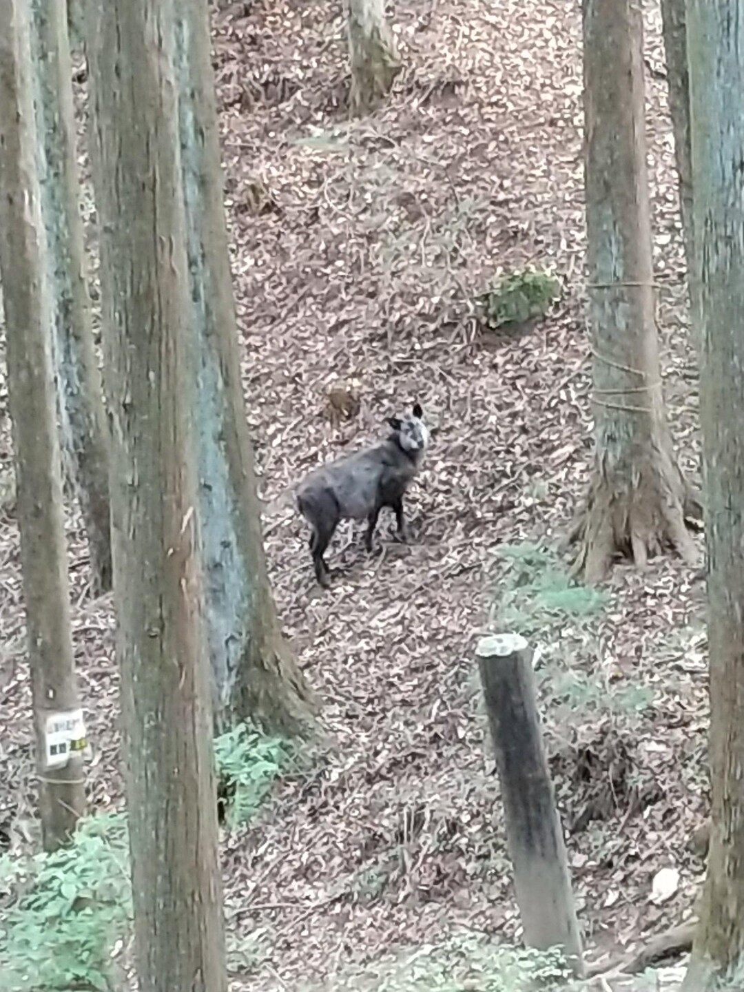 四阿屋山 / kabekkeさんの四阿屋山の活動データ | YAMAP / ヤマップ