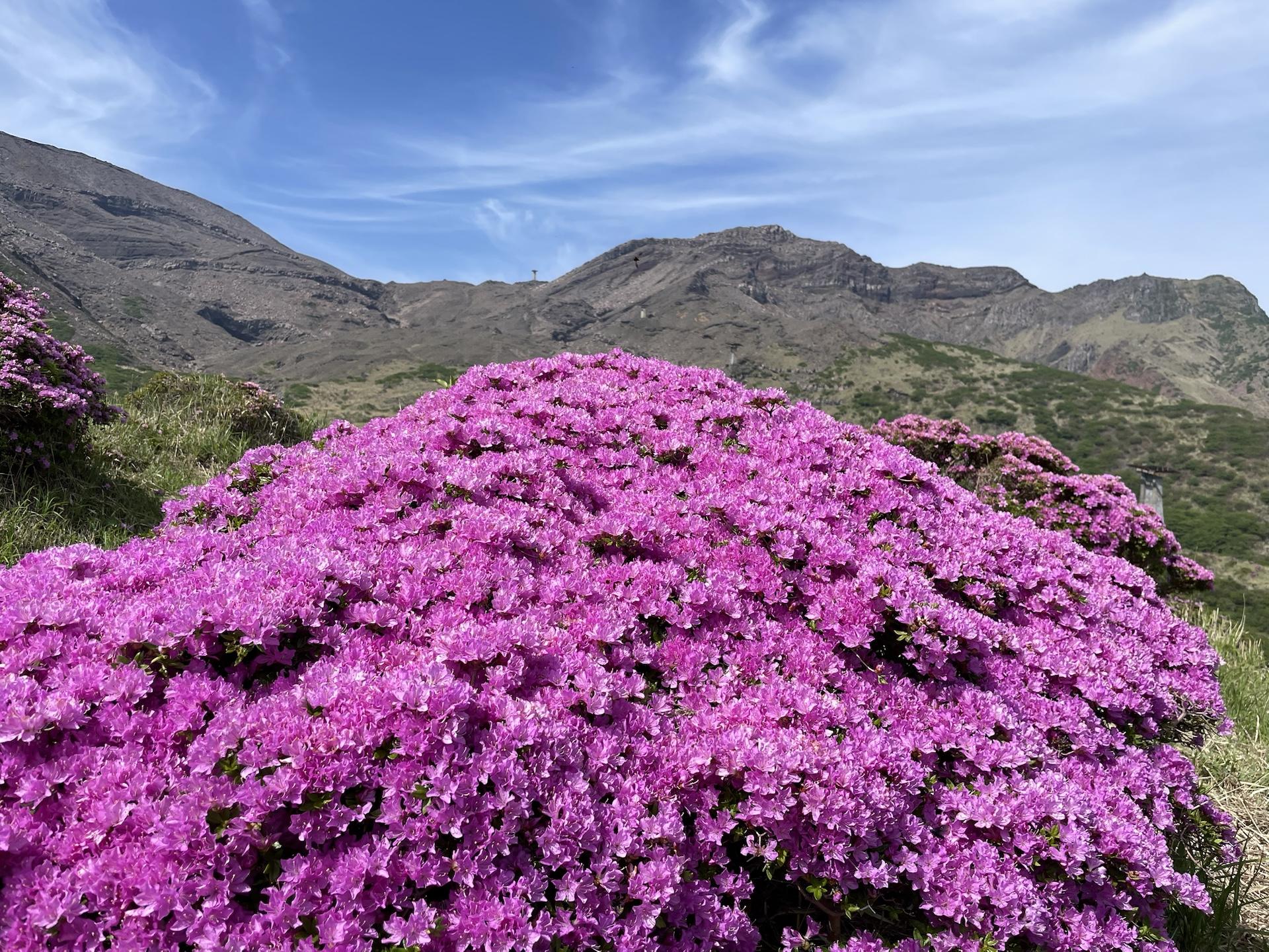 MKシーズンスタート🌸仙酔峡・中岳 / ジャックさんの阿蘇山・高岳・根子岳の活動データ | YAMAP / ヤマップ