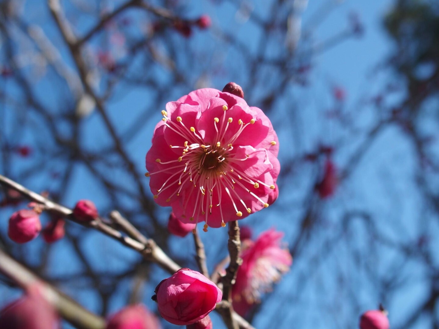 探梅 / masazyさんの宝満山・三郡山・若杉山の活動データ | YAMAP / ヤマップ