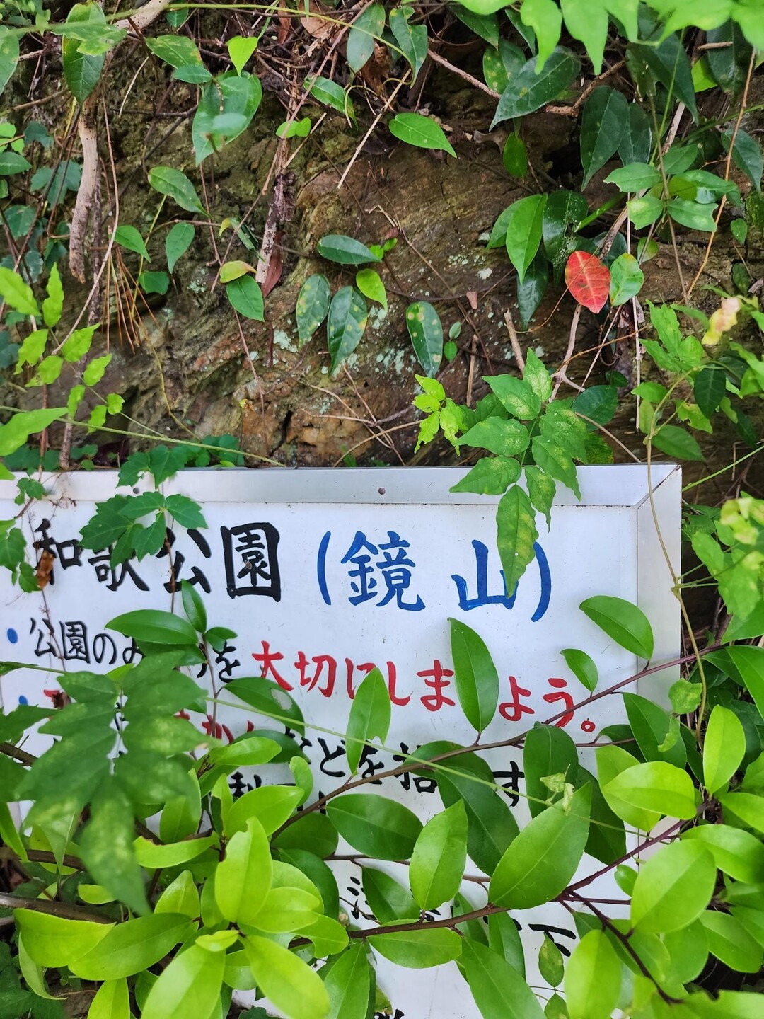 章魚頭姿山・天神山・権現山・奠供山・鏡山・妹背山・秋葉山 / mtc0190さんの章魚頭姿山の活動データ | YAMAP / ヤマップ