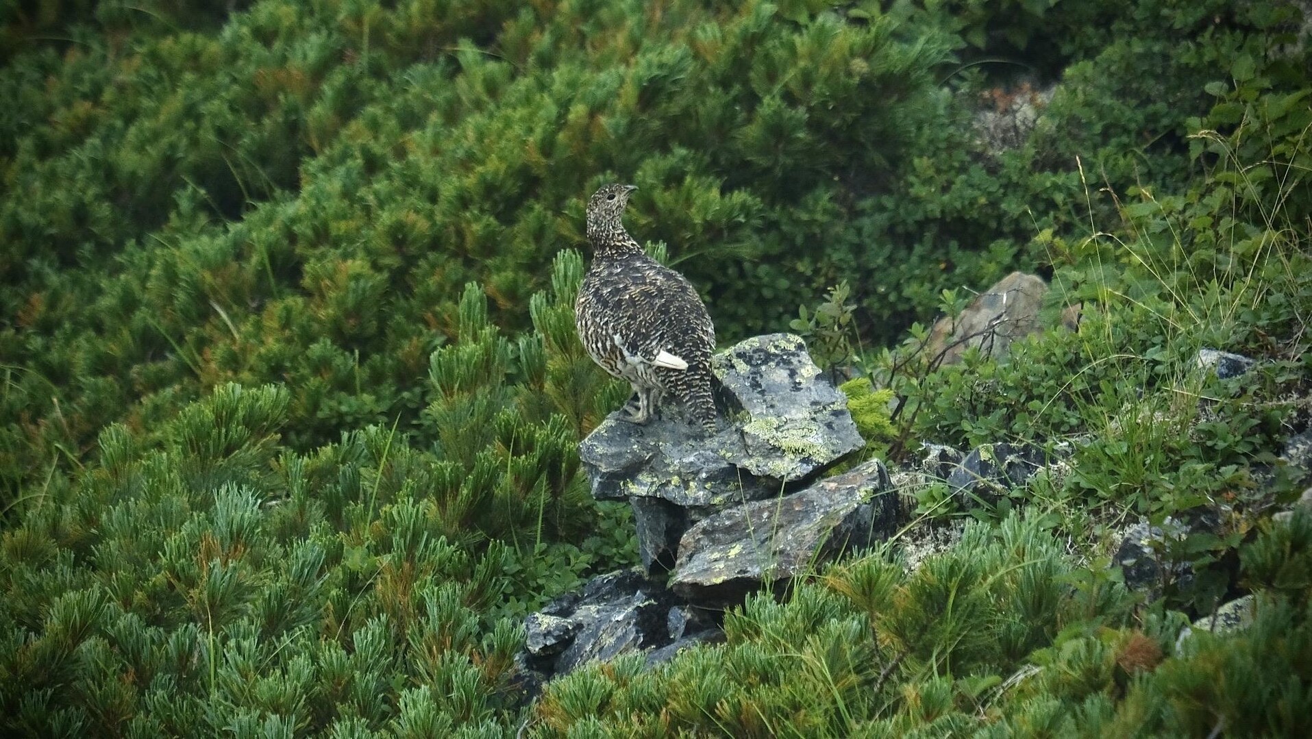 パノラマ銀座 / Rollさんの常念岳・大天井岳・燕岳の活動データ | YAMAP / ヤマップ