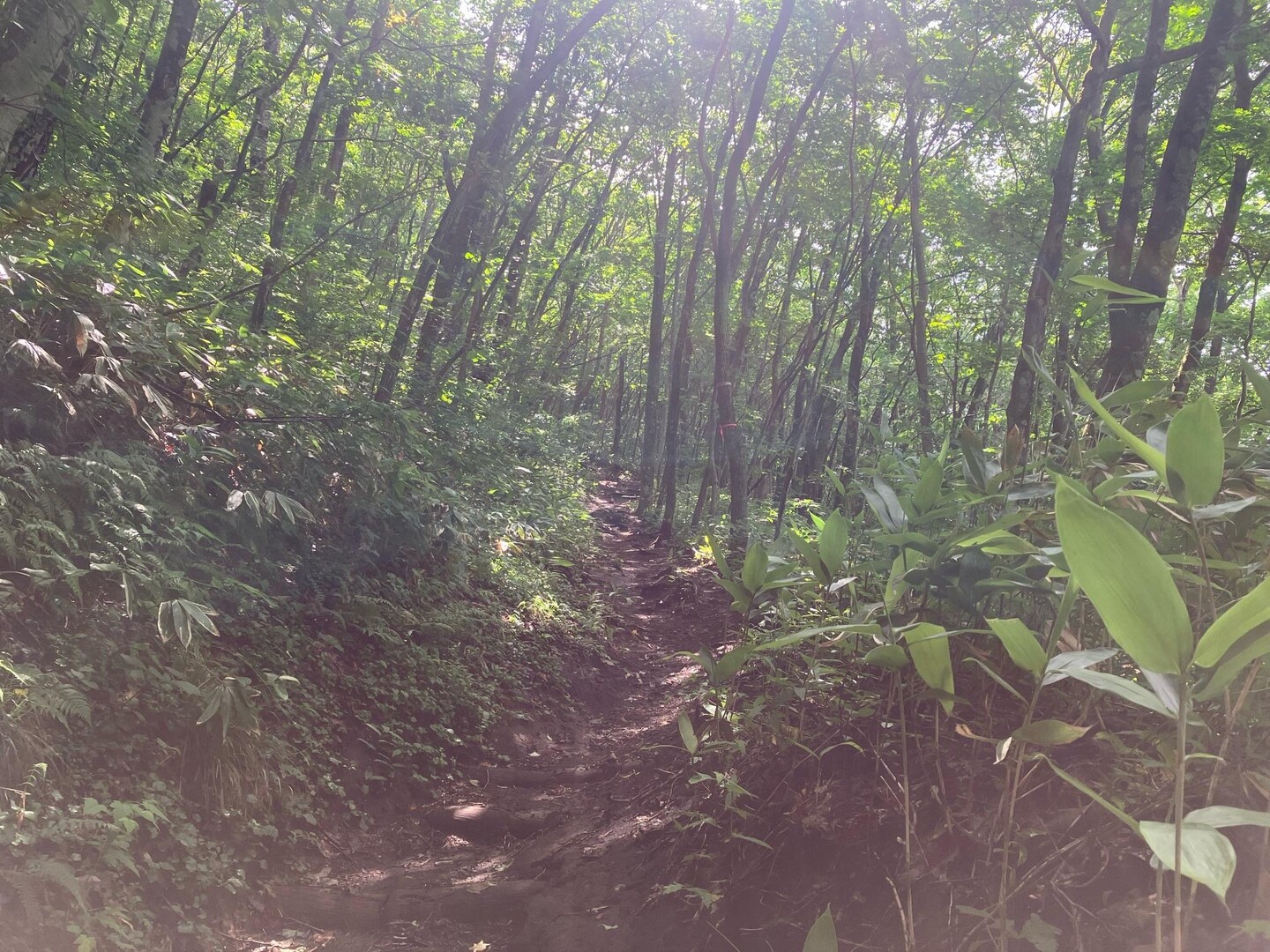 鞍掛山 / chiさんの岩手山・黒倉山・鞍掛山の活動日記 | YAMAP / ヤマップ