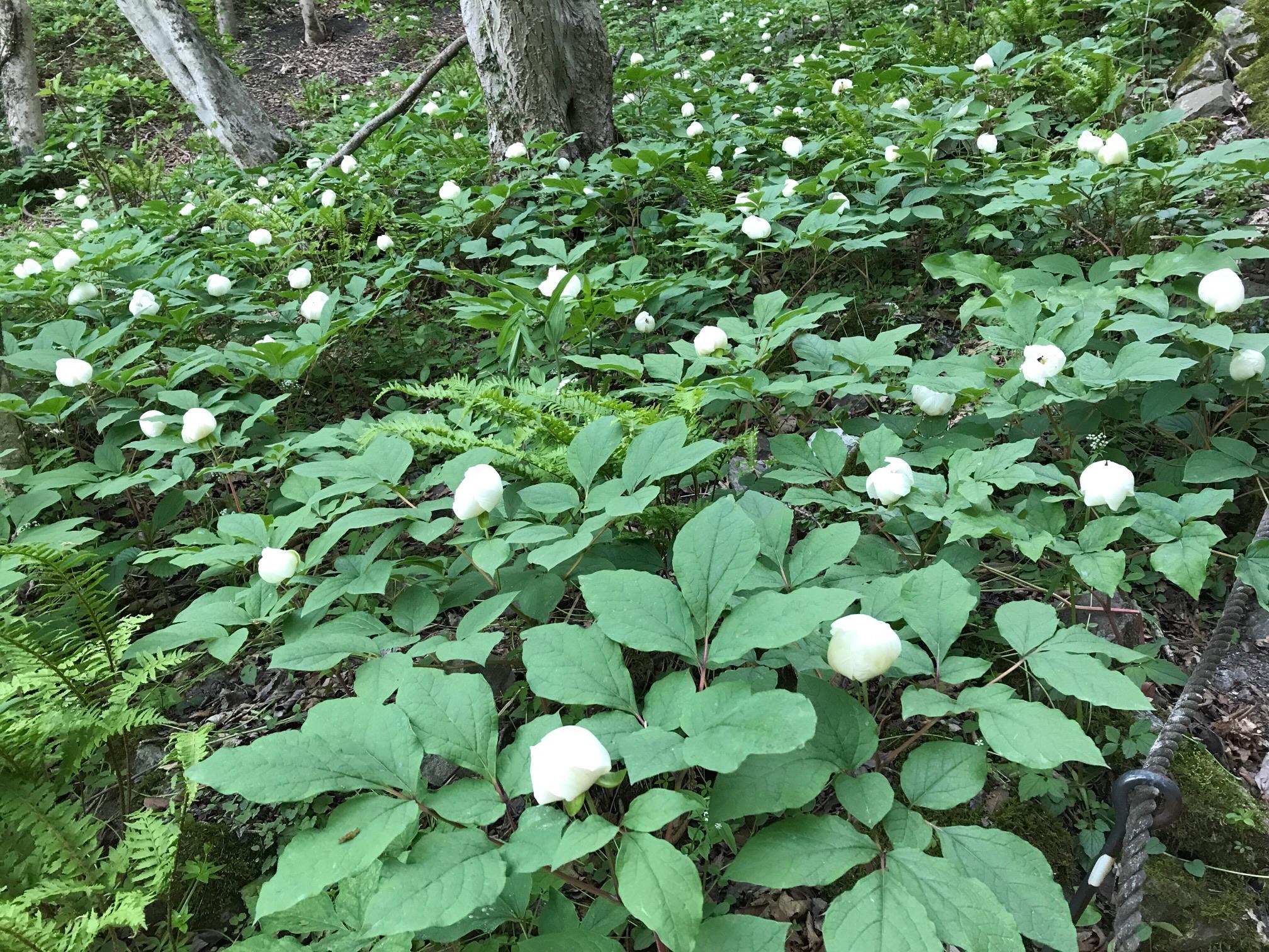 十種ヶ峰(988.6m) / kohさんの十種ヶ峰の活動データ | YAMAP / ヤマップ