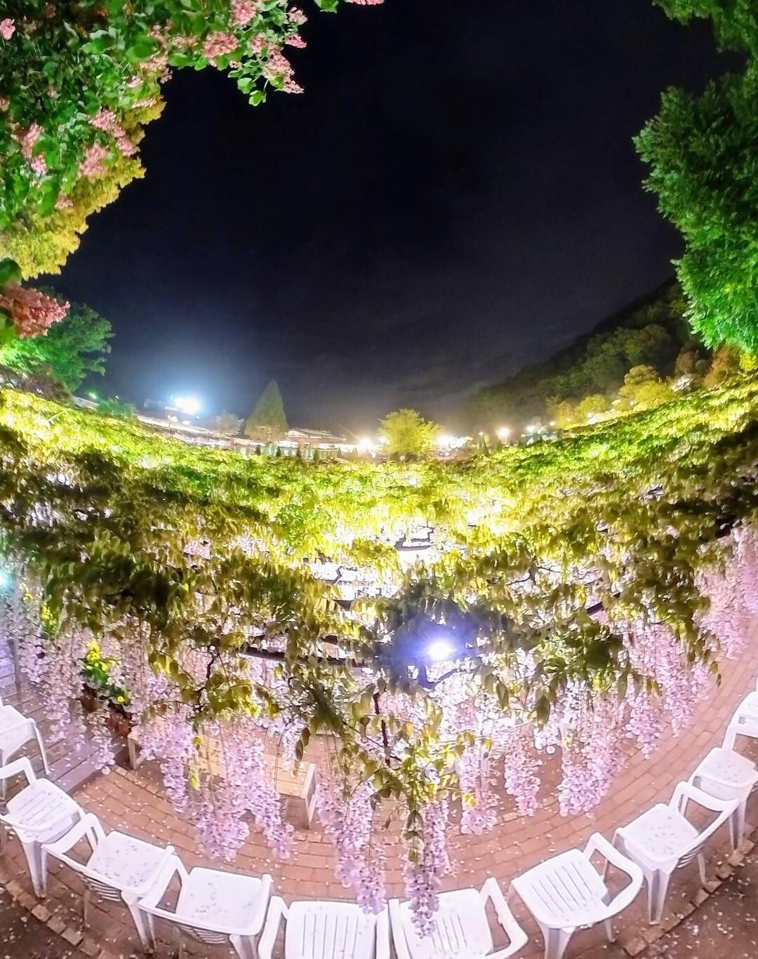 あしかがフラワーパーク（AFP）散歩🐾... / マコスケさんのモーメント | YAMAP / ヤマップ