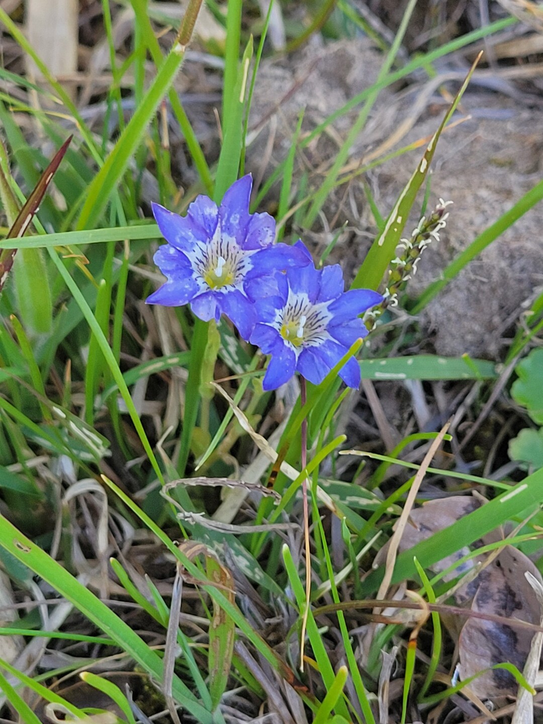 里山にもハルリンドウ / baseさんのモーメント | YAMAP / ヤマップ
