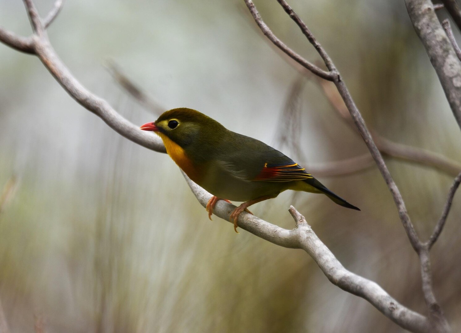 空前の真っ白けー🤣〜擬宝珠山〜 / @さんの大山・甲ヶ山・野田ヶ山の活動データ | YAMAP / ヤマップ