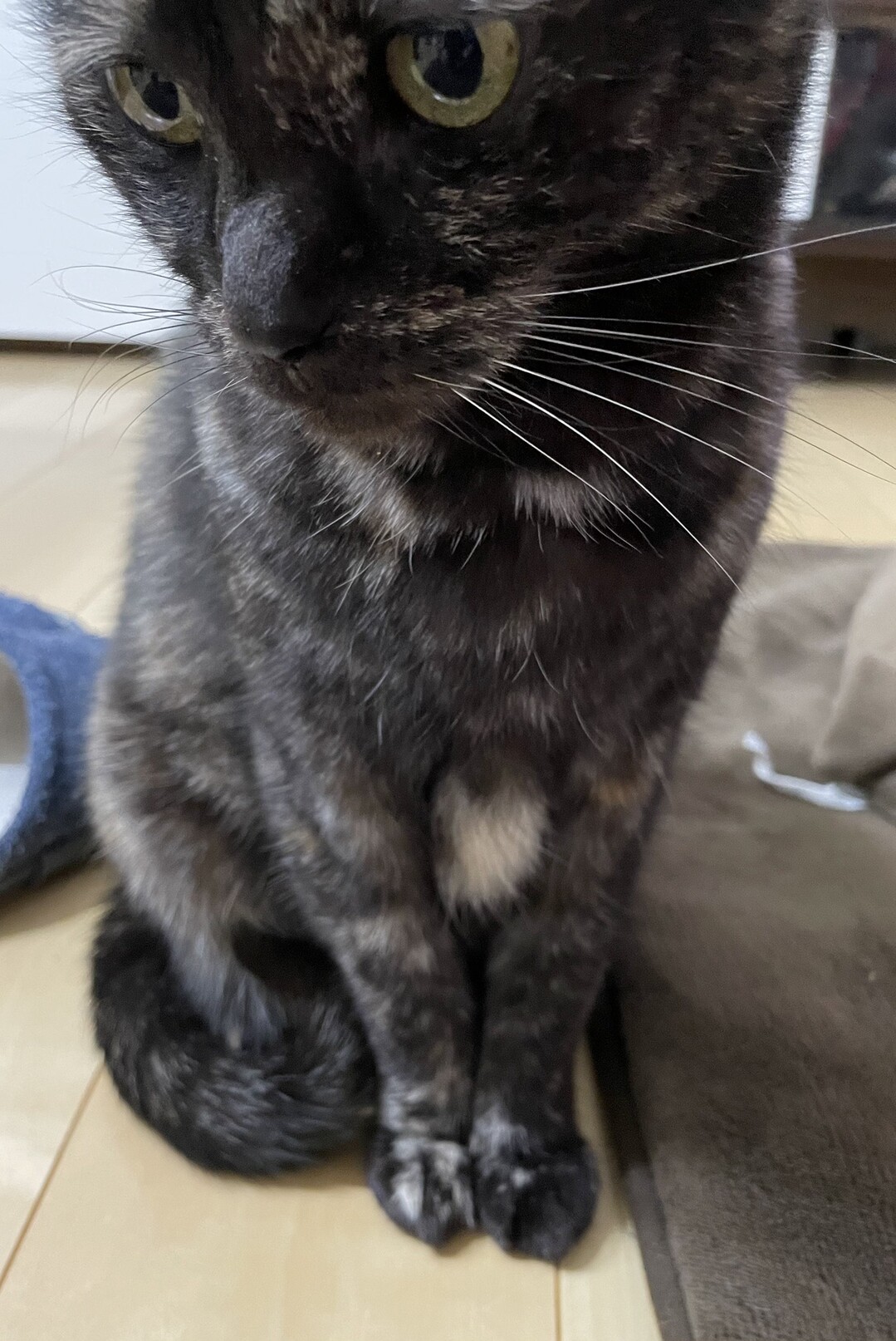 🐈‍⬛姿勢が良き。ﾈｺﾃﾞｽｶﾞ… / Kuさんのモーメント | YAMAP / ヤマップ