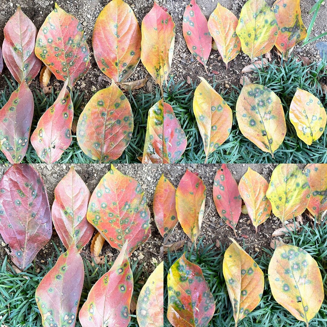 自宅柿の葉 色々な色が付く？ カシワバ... / ken-3さんのモーメント | YAMAP / ヤマップ