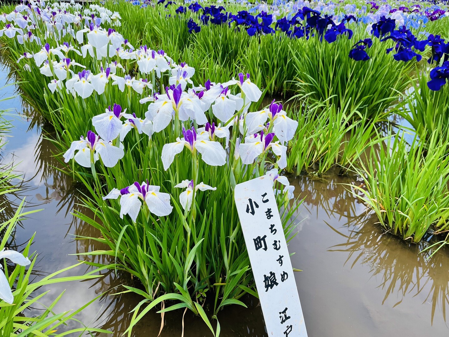 東村山市北山公園の菖蒲まつりを見てきまし... / SSMさんのモーメント | YAMAP / ヤマップ