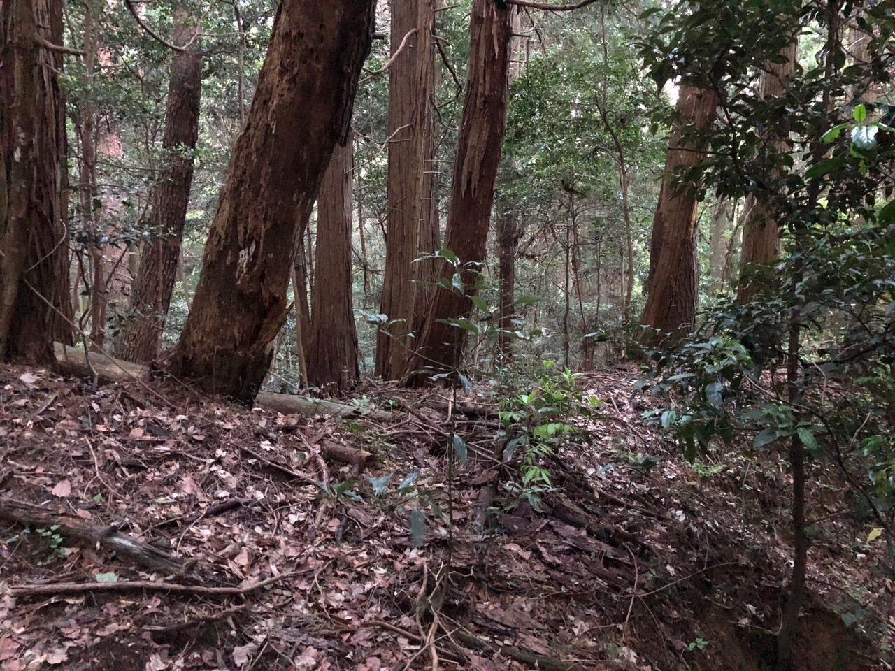 ぺけ68μさんの投稿したフィールドメモ | YAMAP / ヤマップ