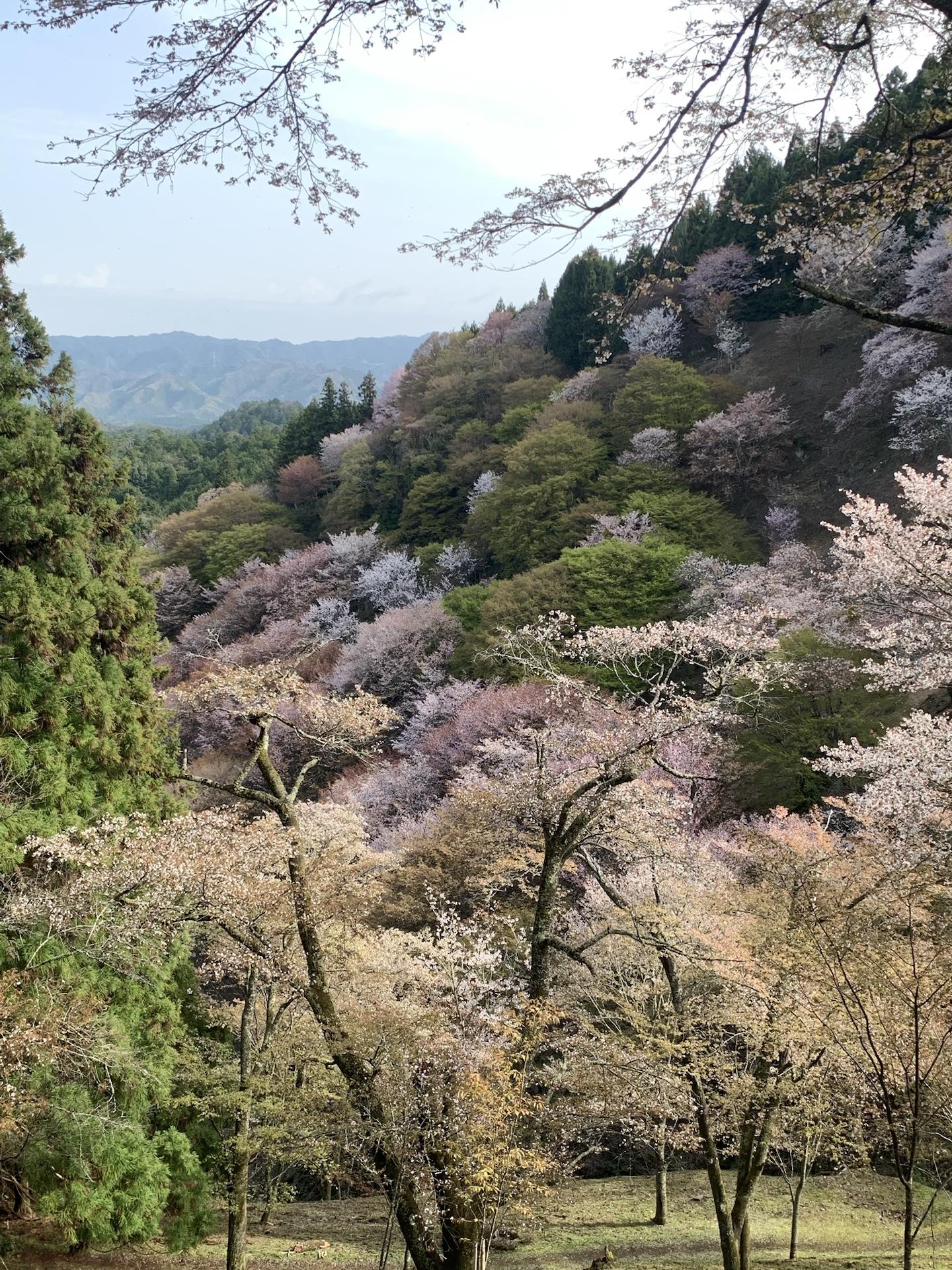 吉野山 / Akioさんの吉野山・青根ヶ峰・百貝岳の活動データ | YAMAP / ヤマップ