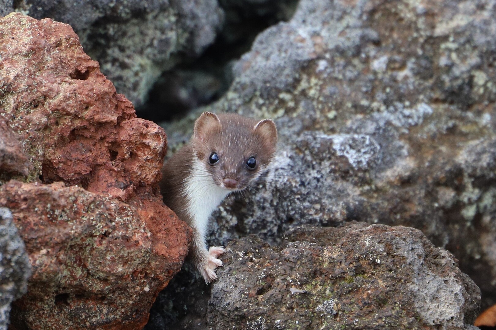 オコジョに導かれて🥰駱駝山・一切経山2022.9.9 / shivaさんの吾妻山・一切経山の活動データ | YAMAP / ヤマップ