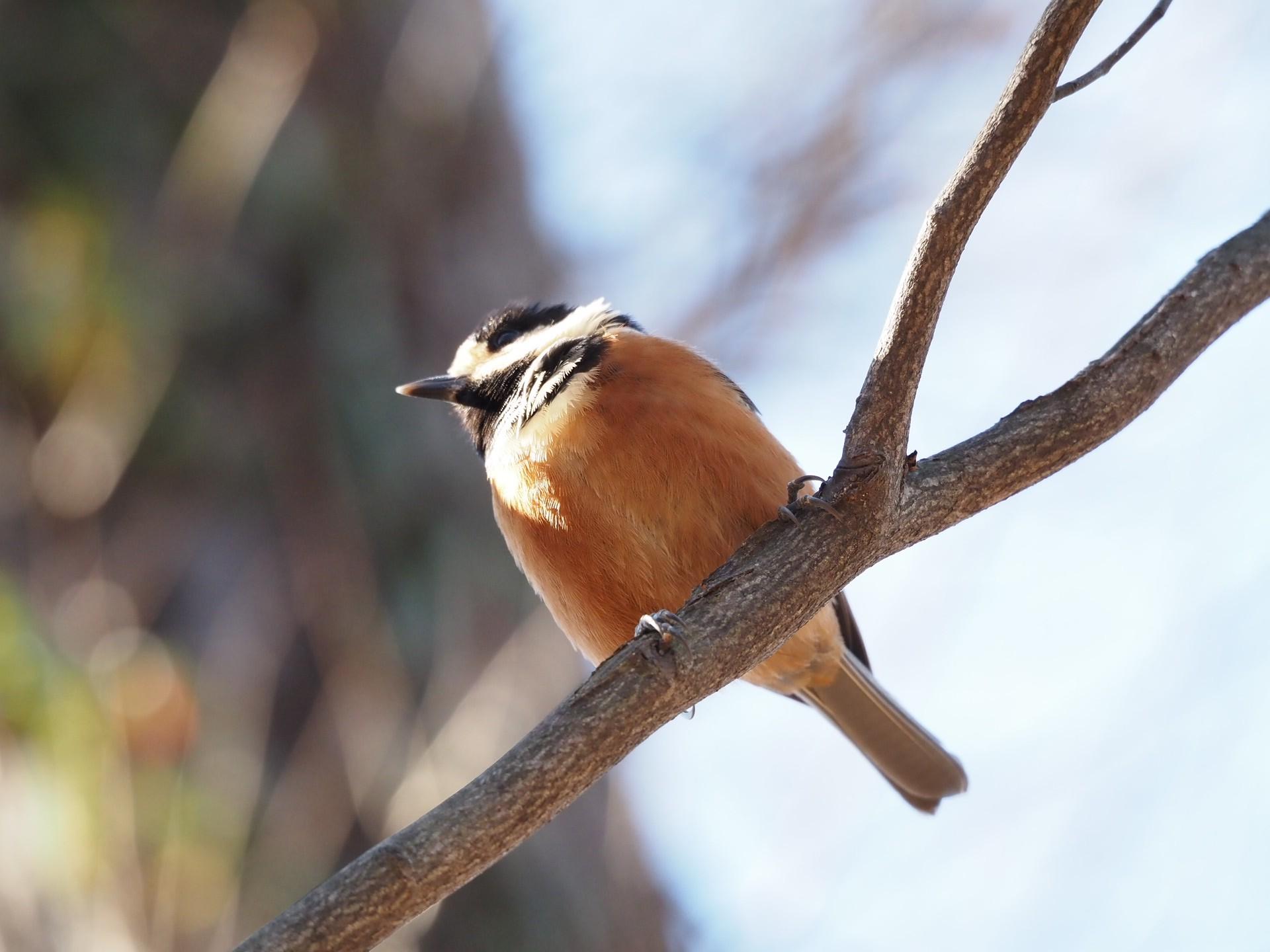 山に川にとりとりです。「鳥が寄ってくるま... / Okamonさんのモーメント | YAMAP / ヤマップ