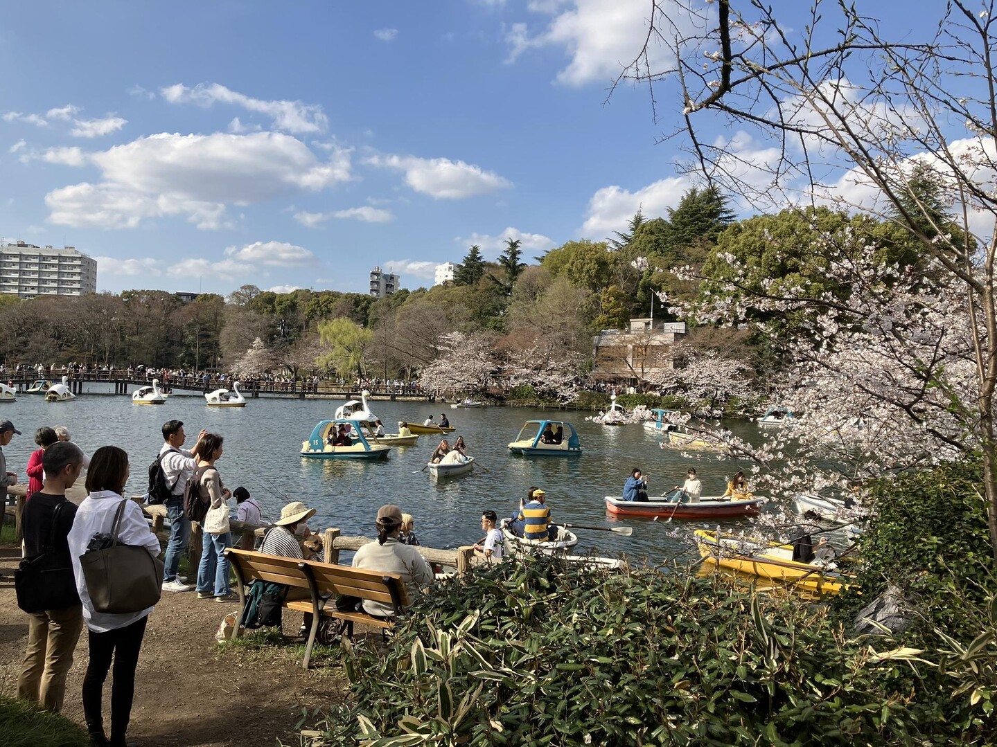 雨の前にお花見♪井の頭公園 / moricoさんの三鷹市の活動データ | YAMAP / ヤマップ