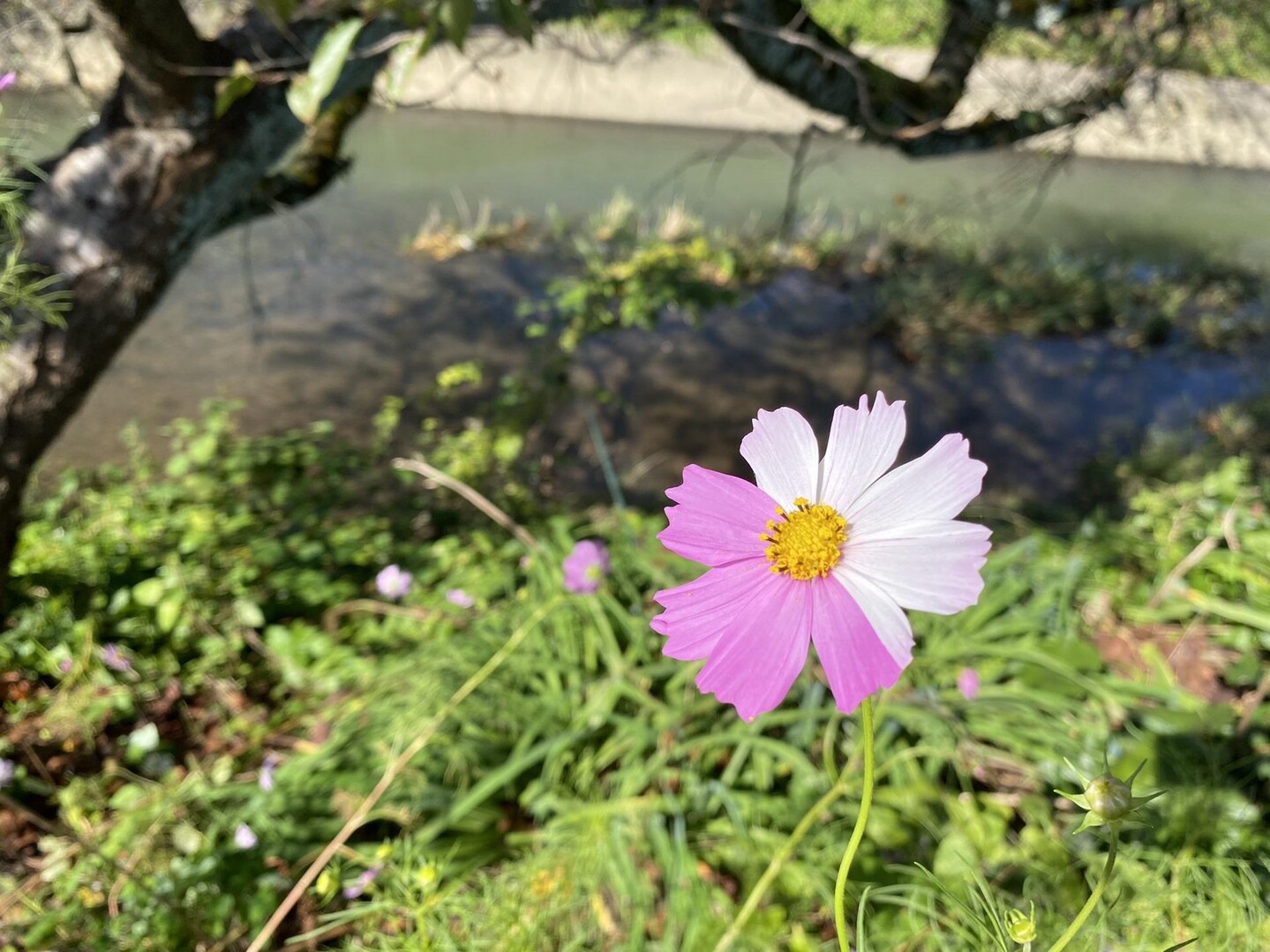 ️ 秋桜 _ II - 半分色違い... / meshiさんのモーメント | YAMAP / ヤマップ