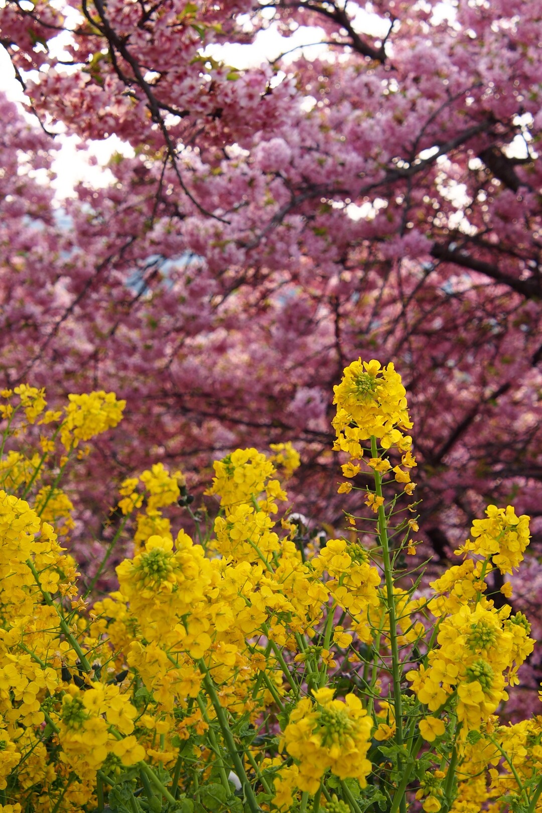 高松山 / kimiさんの高松山・大野山の活動データ | YAMAP / ヤマップ