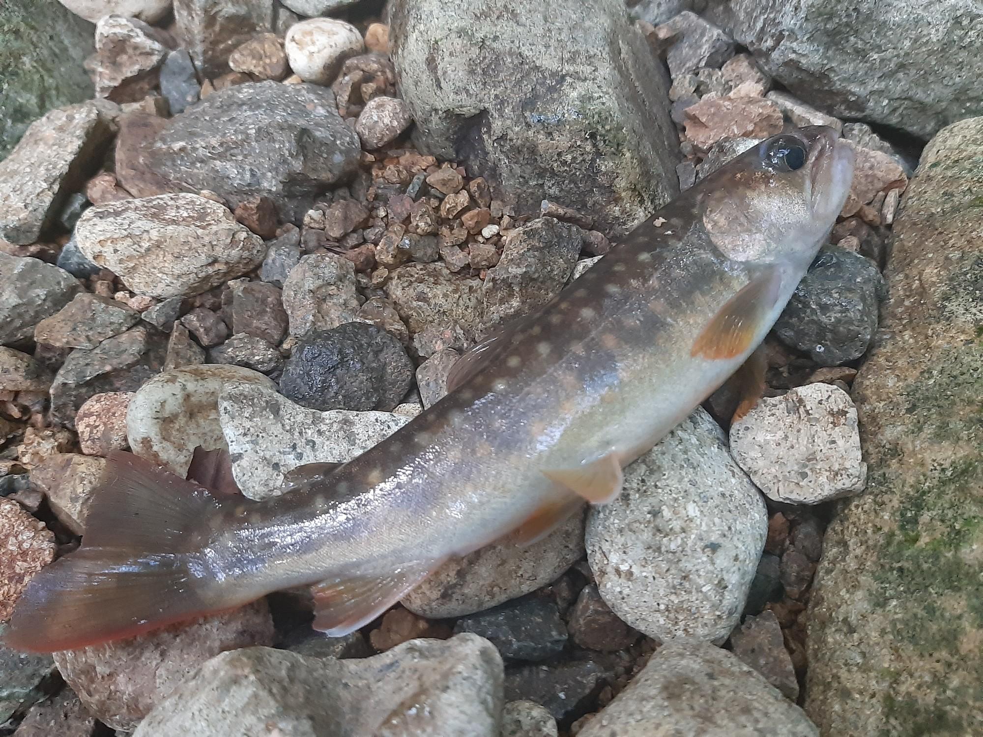 2024/8/11(日)山の日 今シーズ... / クンクン007さんのモーメント | YAMAP / ヤマップ