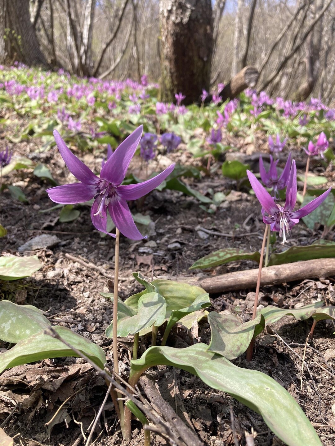 鉢伏山・笈山・大恐山(オンソリ山) カタクリ絨毯 / グッディーケントさんの大恐山・笈山・鉢伏山の活動データ | YAMAP / ヤマップ