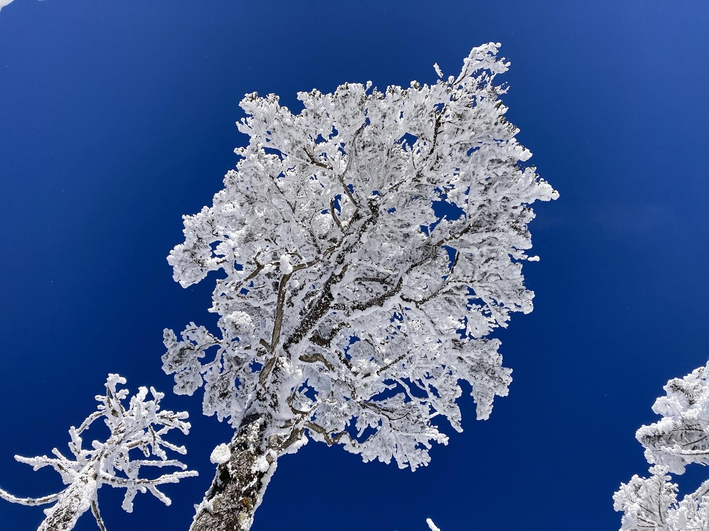 初めての雪山 北横岳 / Naomiさんの蓼科山・横岳・縞枯山の活動データ | YAMAP / ヤマップ