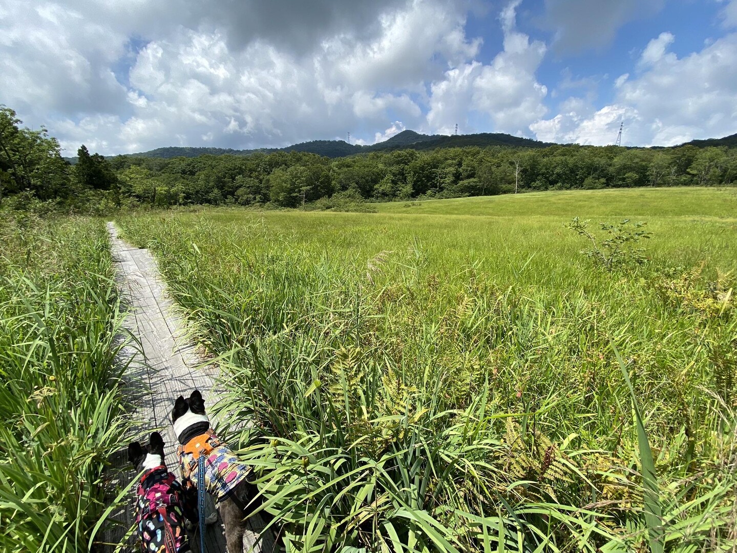 たんばら湿原から鹿俣山DNF / ten さんのたんばらスキーパークの活動データ | YAMAP / ヤマップ