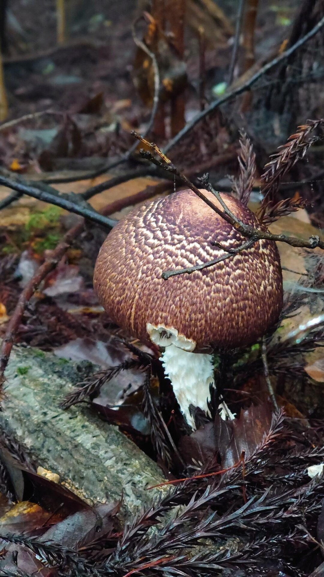 窓ヶ山東峰 / zyさんの窓ヶ山・向山の活動データ | YAMAP / ヤマップ