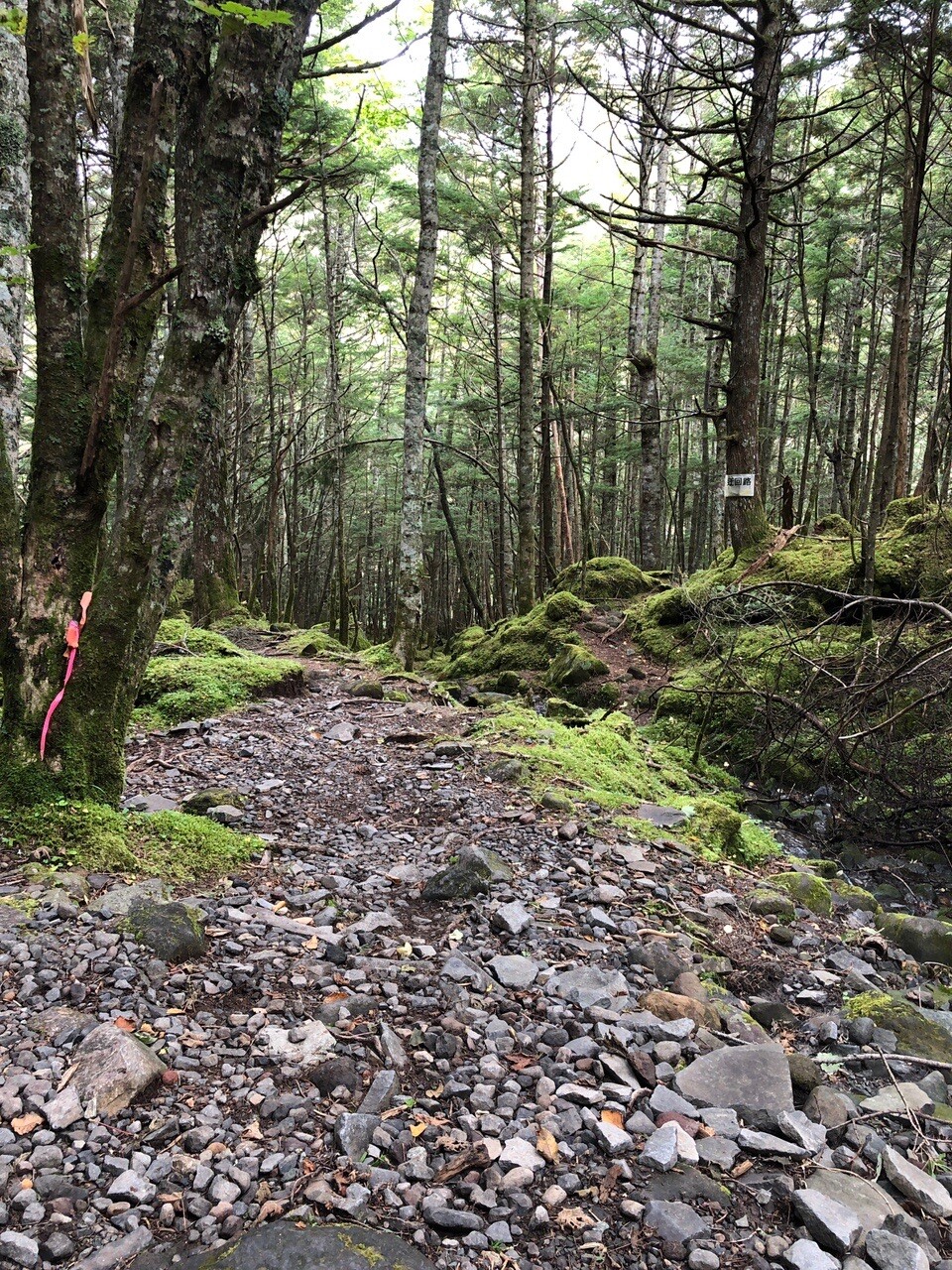 SACHIKO.さんの投稿したフィールドメモ | YAMAP / ヤマップ