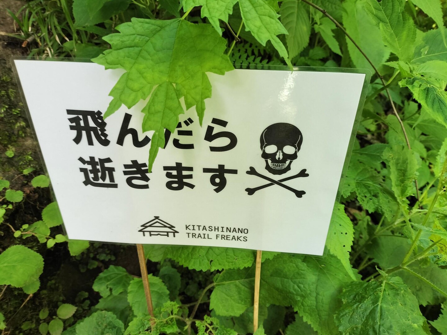 ROCKIN' BEAR 妙高 48km / ぐふっ！さんのランニングの活動データ | YAMAP / ヤマップ