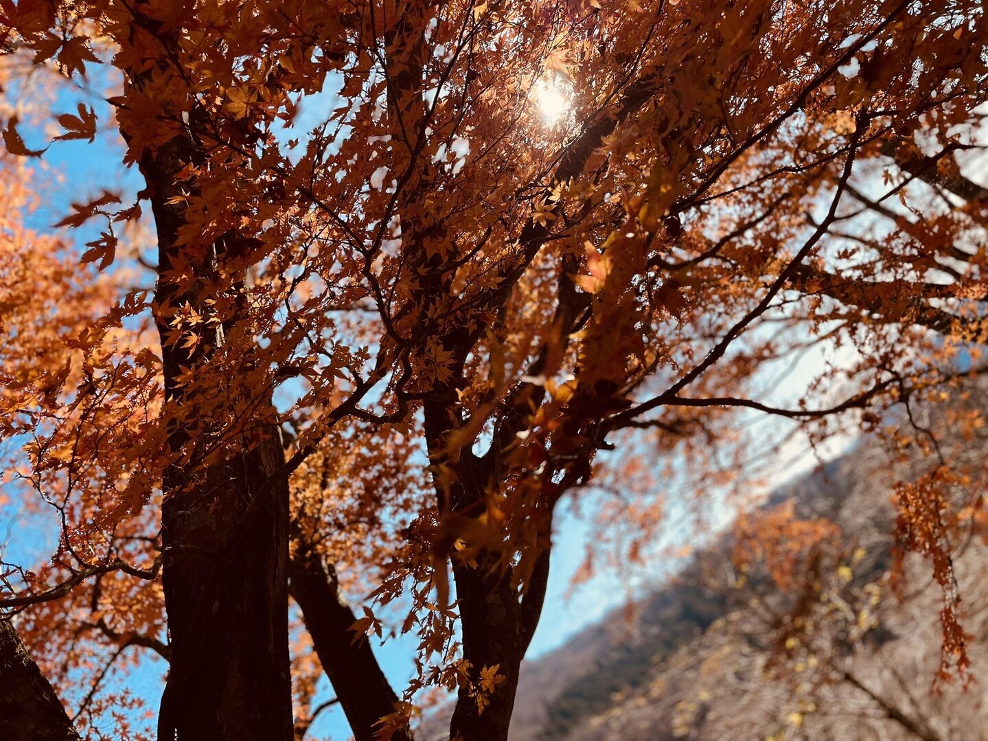 南霊岳・霊仙山最高点・霊仙山・経塚山 / Katsuさんの霊仙山の活動データ | YAMAP / ヤマップ