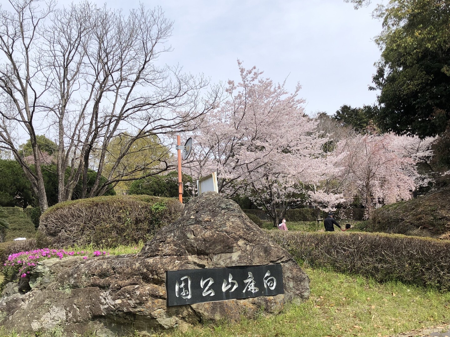 徳島県 向麻山の桜🌸 / stさんのモーメント | YAMAP / ヤマップ