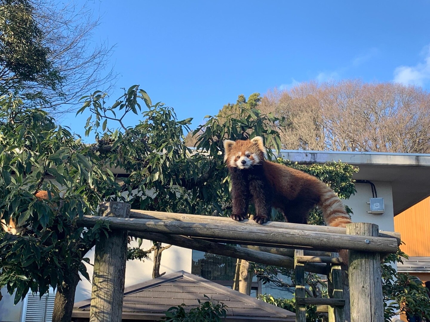 トイレ休憩とレッサーパンダ。 / JOG太郎さんの長泉寺山の活動データ | YAMAP / ヤマップ
