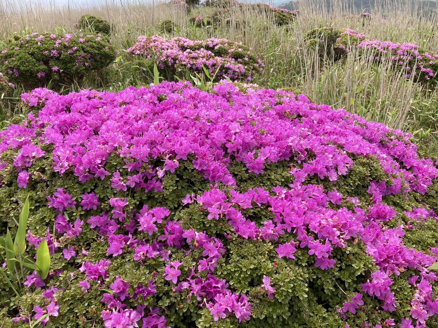 MK求めて大崩ノ辻へ / ヨハンクライフスーパースターさんの九重山（久住山）・大船山・星生山の活動データ | YAMAP / ヤマップ