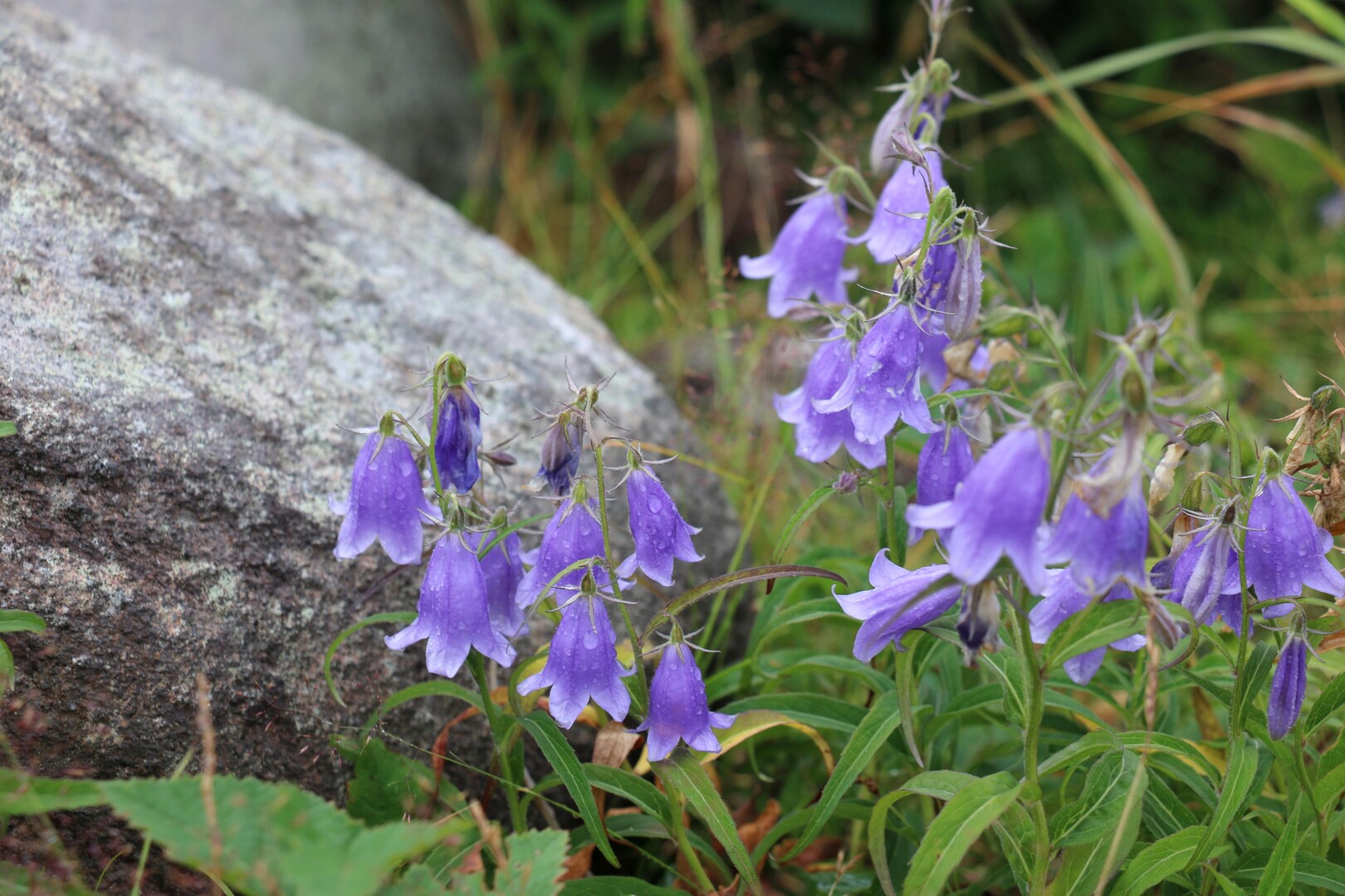火打山 / suejirouさんの妙高山・火打山の活動データ | YAMAP / ヤマップ