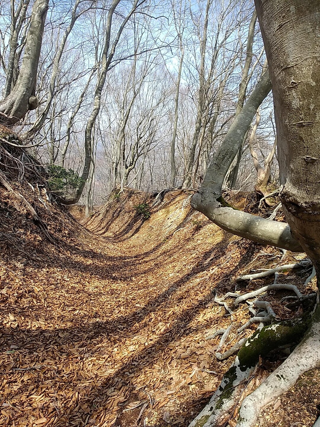 まぼろしの北陸道⛰️ホノケ山 / opal糸さんのホノケ山の活動データ | YAMAP / ヤマップ
