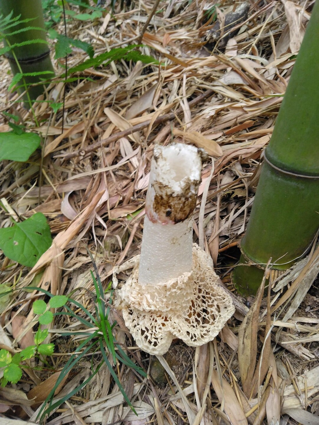 20日木曜日の朝 女王さま降臨🍄 🌿... / hamukoさんのモーメント | YAMAP / ヤマップ