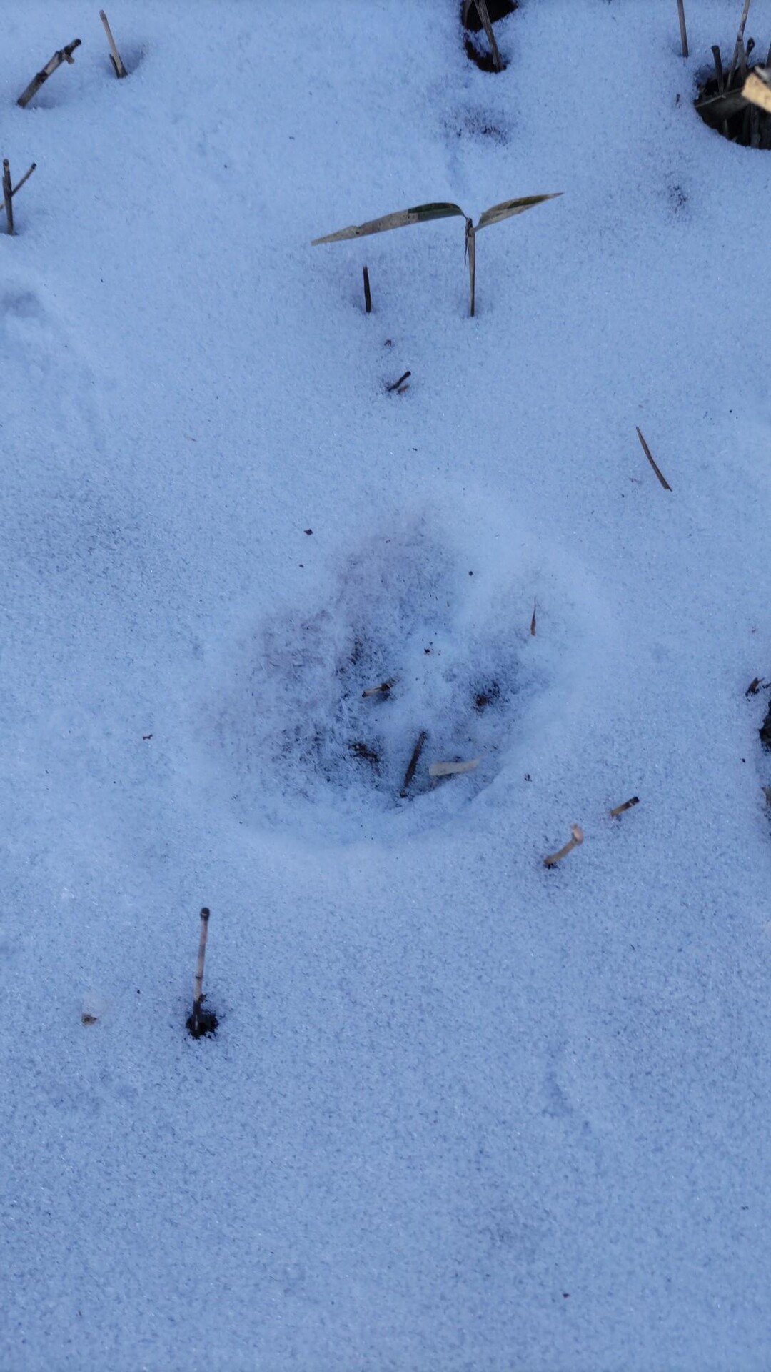 Life is Fun😁😁😁 / ぶんたさんの社山・半月山の活動データ | YAMAP / ヤマップ