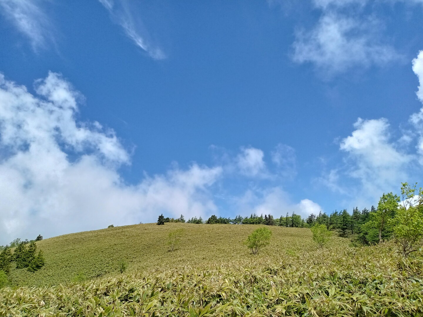 阿智セブンサミット 5座目 南沢山🚶 / Homanさんの恵那山・大判山・神坂山の活動データ | YAMAP / ヤマップ