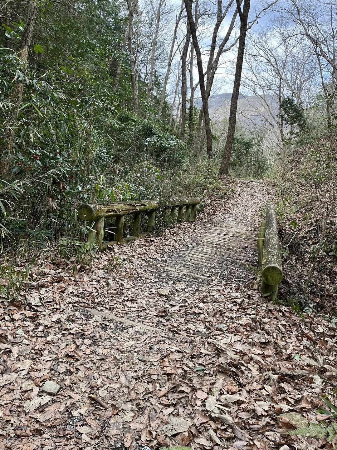 龍ノ口山 / yoshimiさんの龍ノ口山の活動データ | YAMAP / ヤマップ