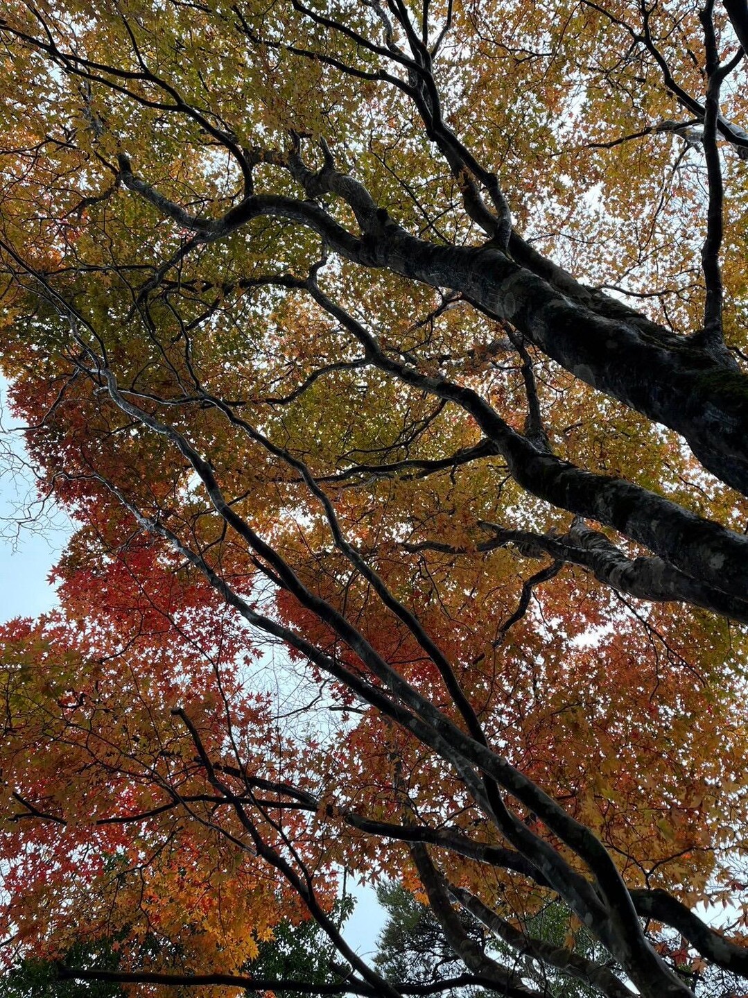 貴船山・鞍馬山-2024-11-24 / 105sunさんの貴船山・鞍馬山の活動データ | YAMAP / ヤマップ