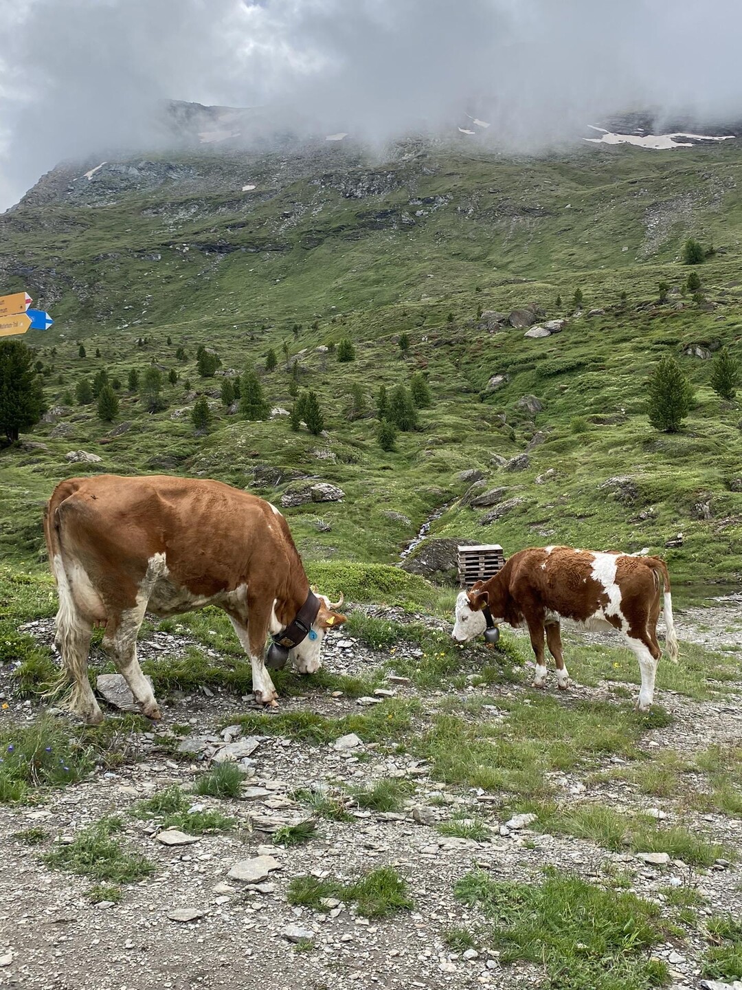 シュバルツゼーからツムット経由チェルマットまで / mayuさんのザースフェーの活動データ | YAMAP / ヤマップ