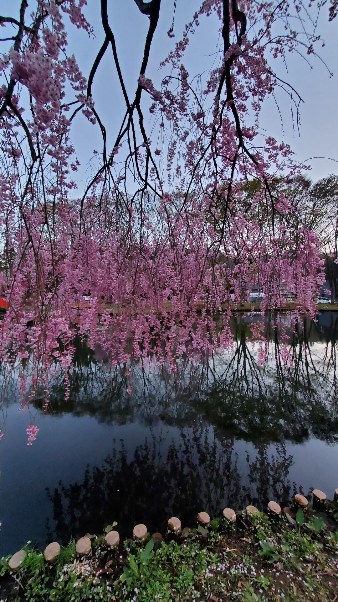 湯沢公園散歩 / totoさんの大峰・秋葉山・清津峡の活動データ | YAMAP / ヤマップ